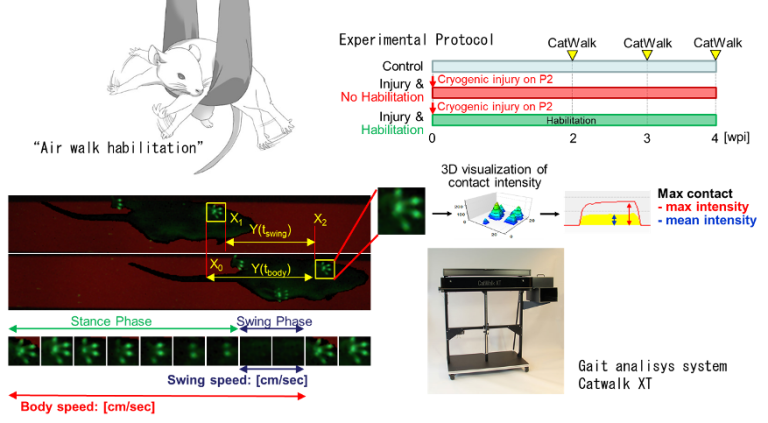 Habilitation Improves Mouse Gait Development Following Neonatal Brain ...